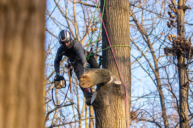 Apprenticeship – Indiana Arborist Association